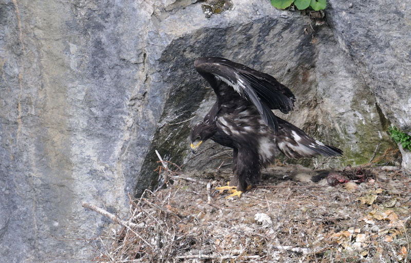 Faune-Valais.ch - Roland Clerc - Photographe naturaliste